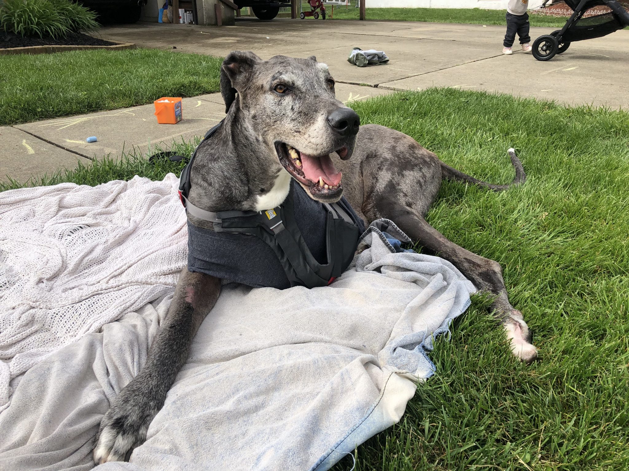 Big Dog Amputation Preparation and Recovery – Finn the Dane